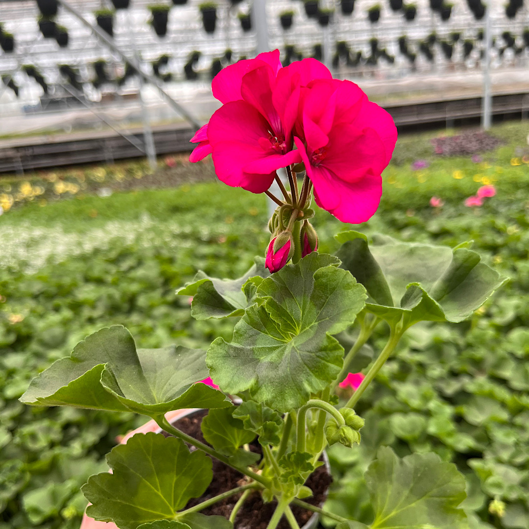 Pelargonia różyczkowa Rosalinda - Ogrodnictwo Emilian Kinasz